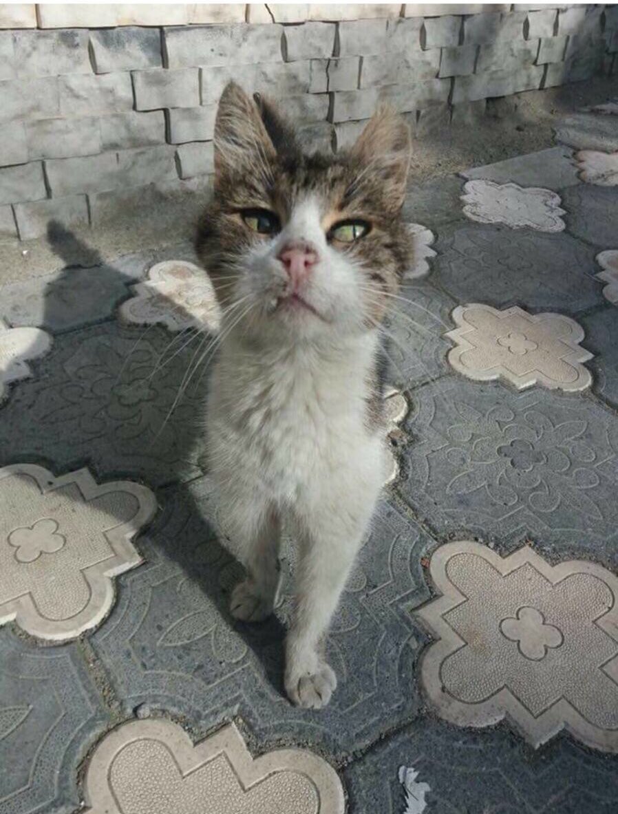 Can Sinan (@CanSinan) | Twitter