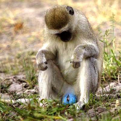 Monkey Scratching Balls