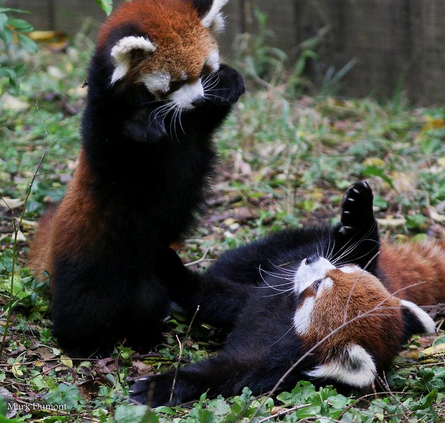 Vicious Red Panda