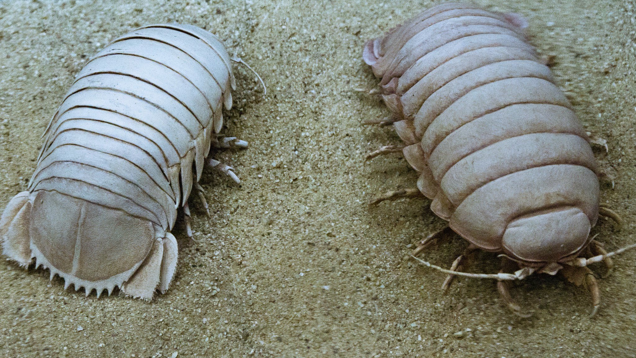 Giant Pill Bug