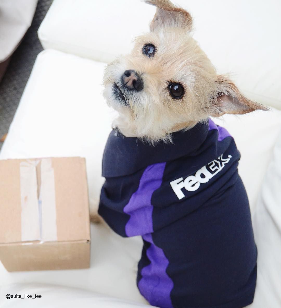 Can You Ship A Dog Via Fedex