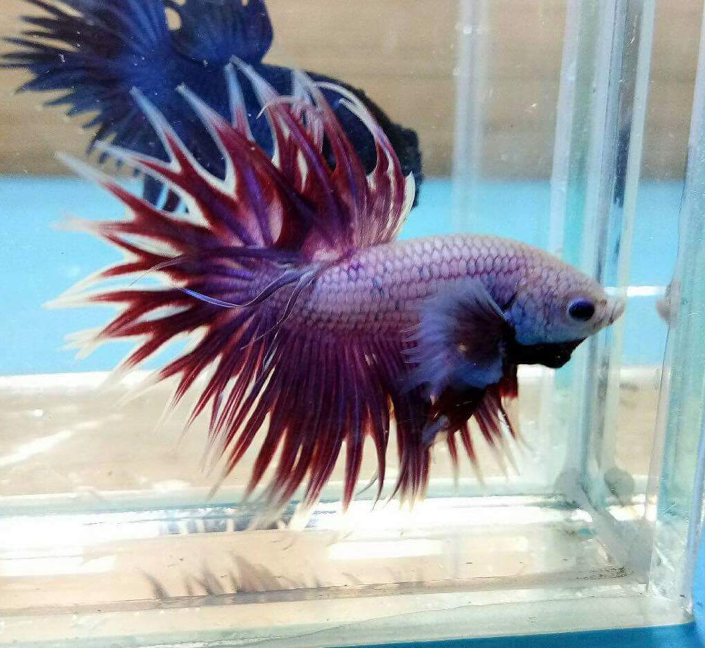 Purple Crowntail Betta