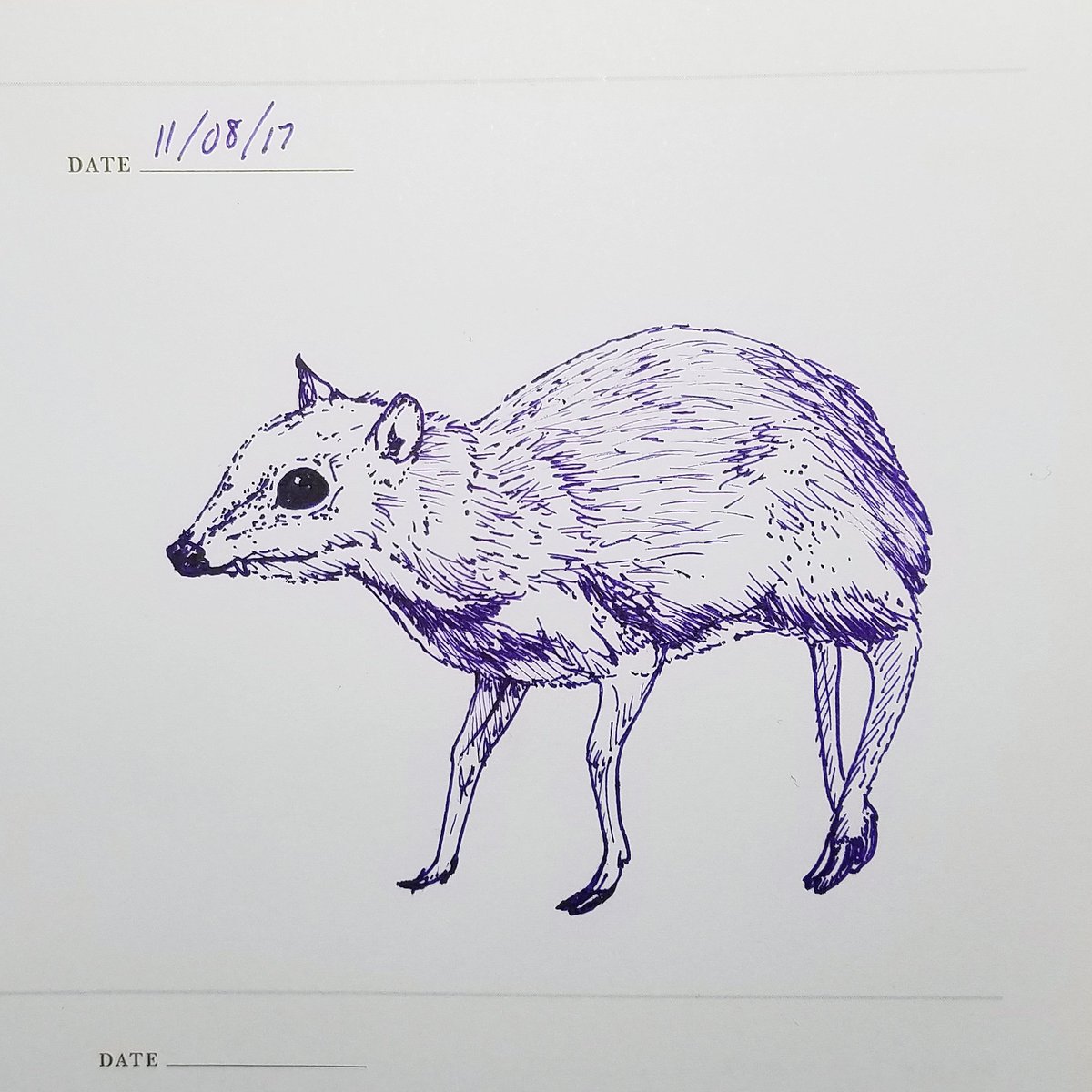 Mouse Deer Drawing