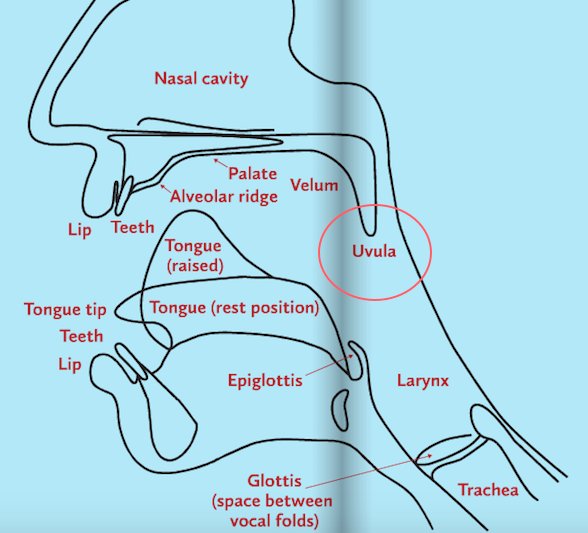 Uvula Diagram