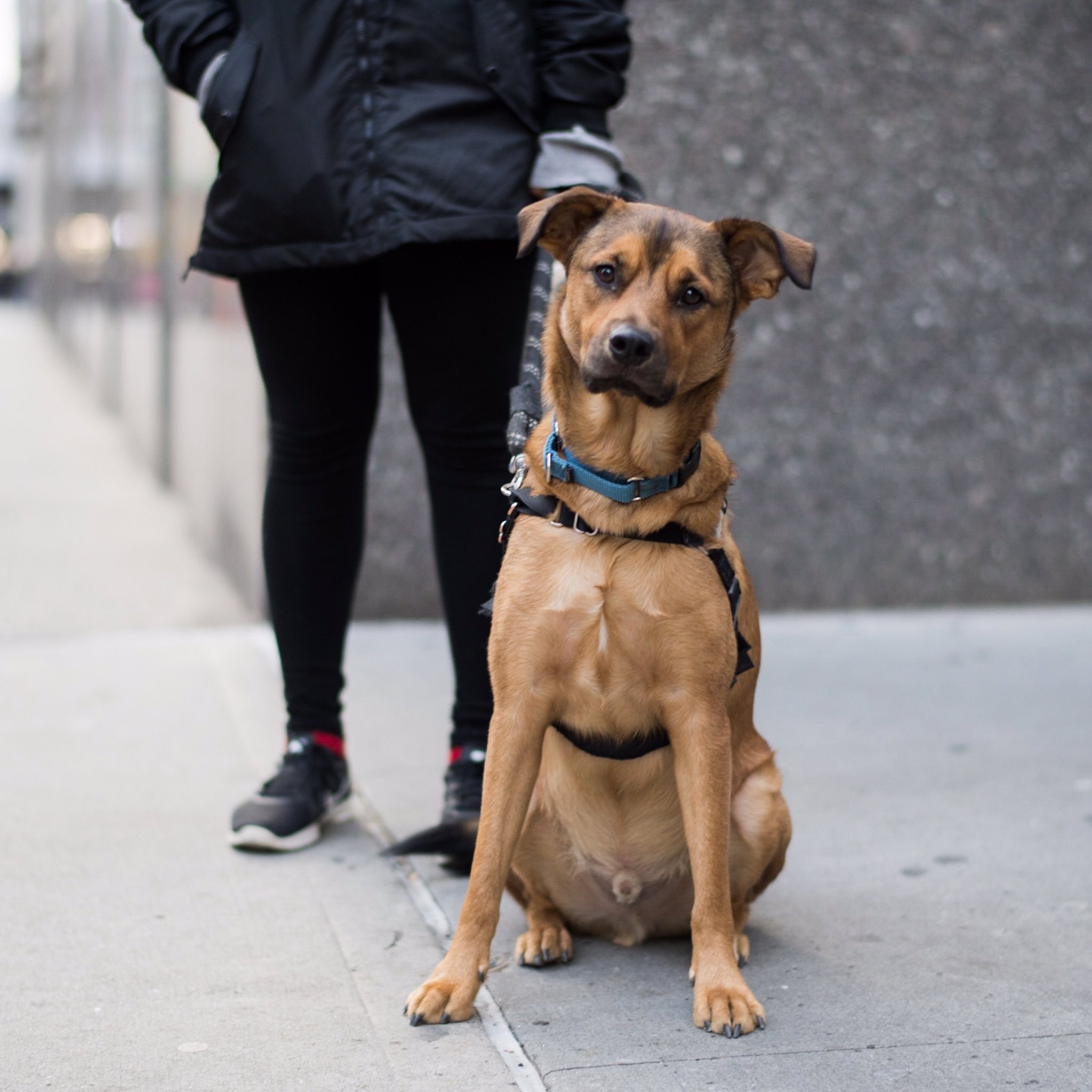 German Shepherd Hound Dog Mix