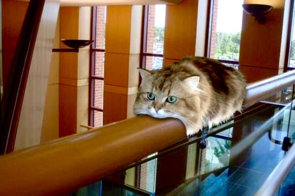 Monorail Cat