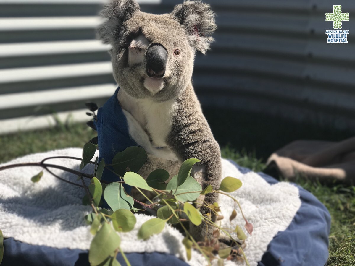 Koala Bears Fighting