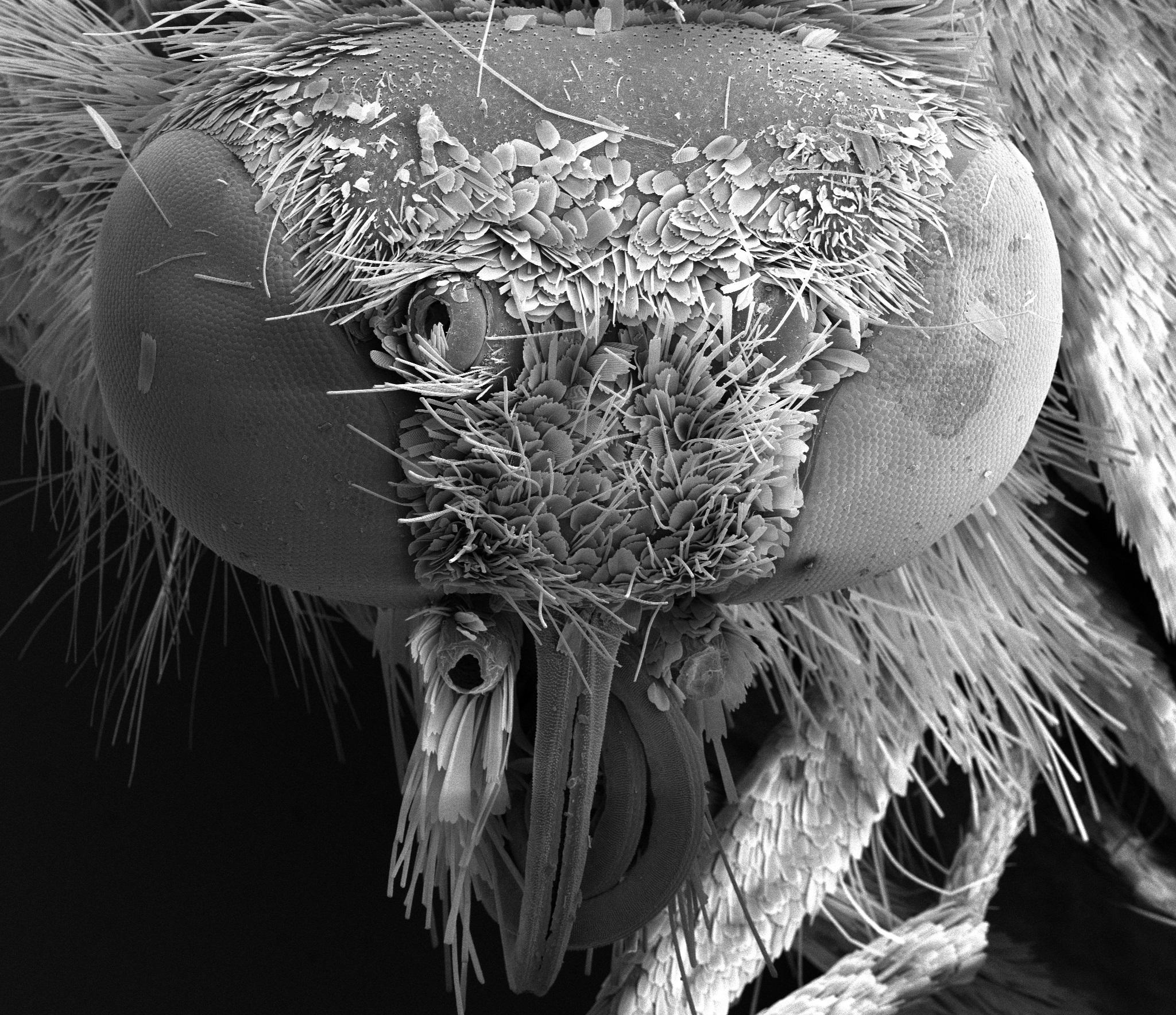 Butterfly Under Electron Microscope
