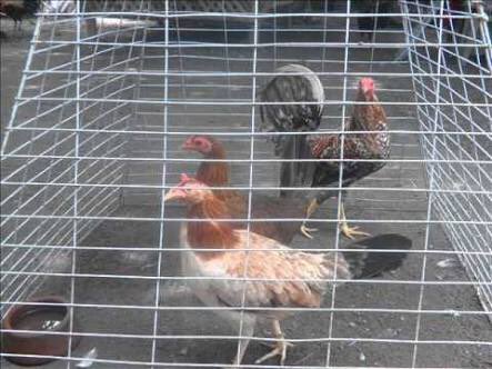 Manok Panabong Binabae