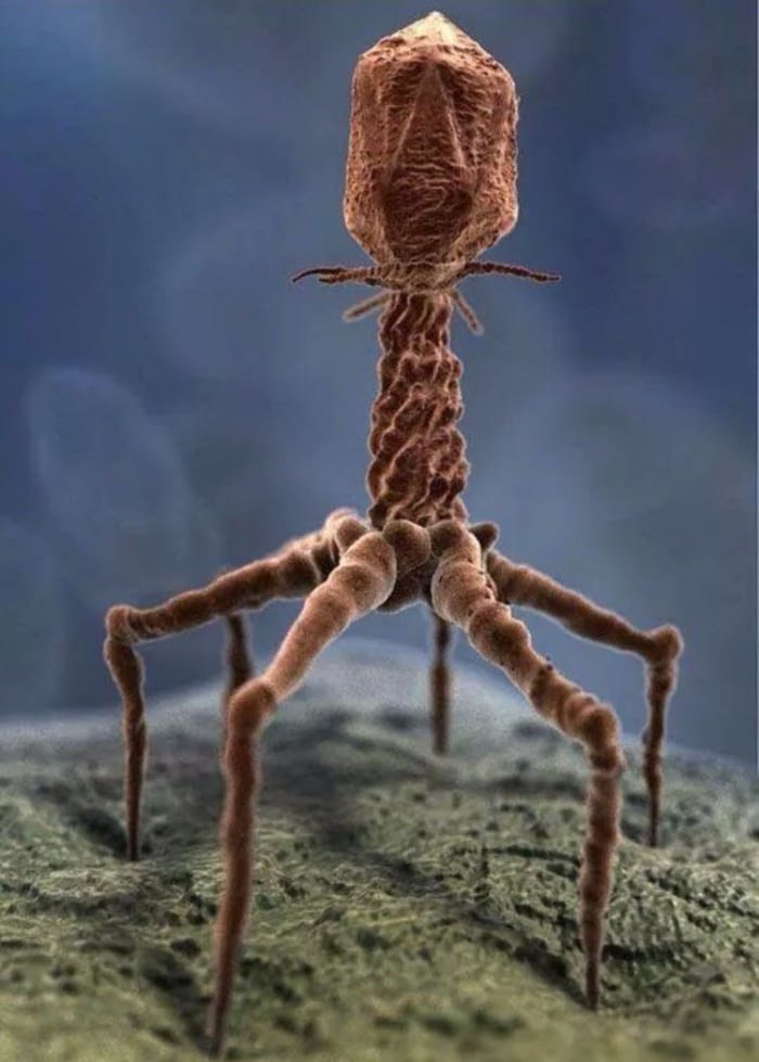 Electron Microscope Virus