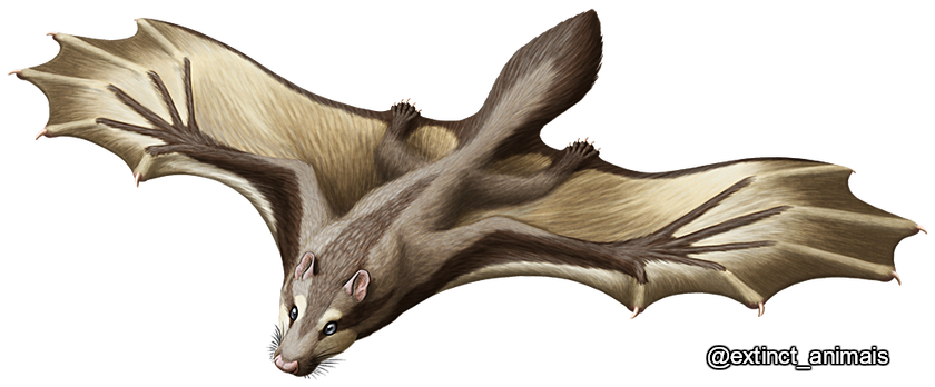 Gliding Mammals