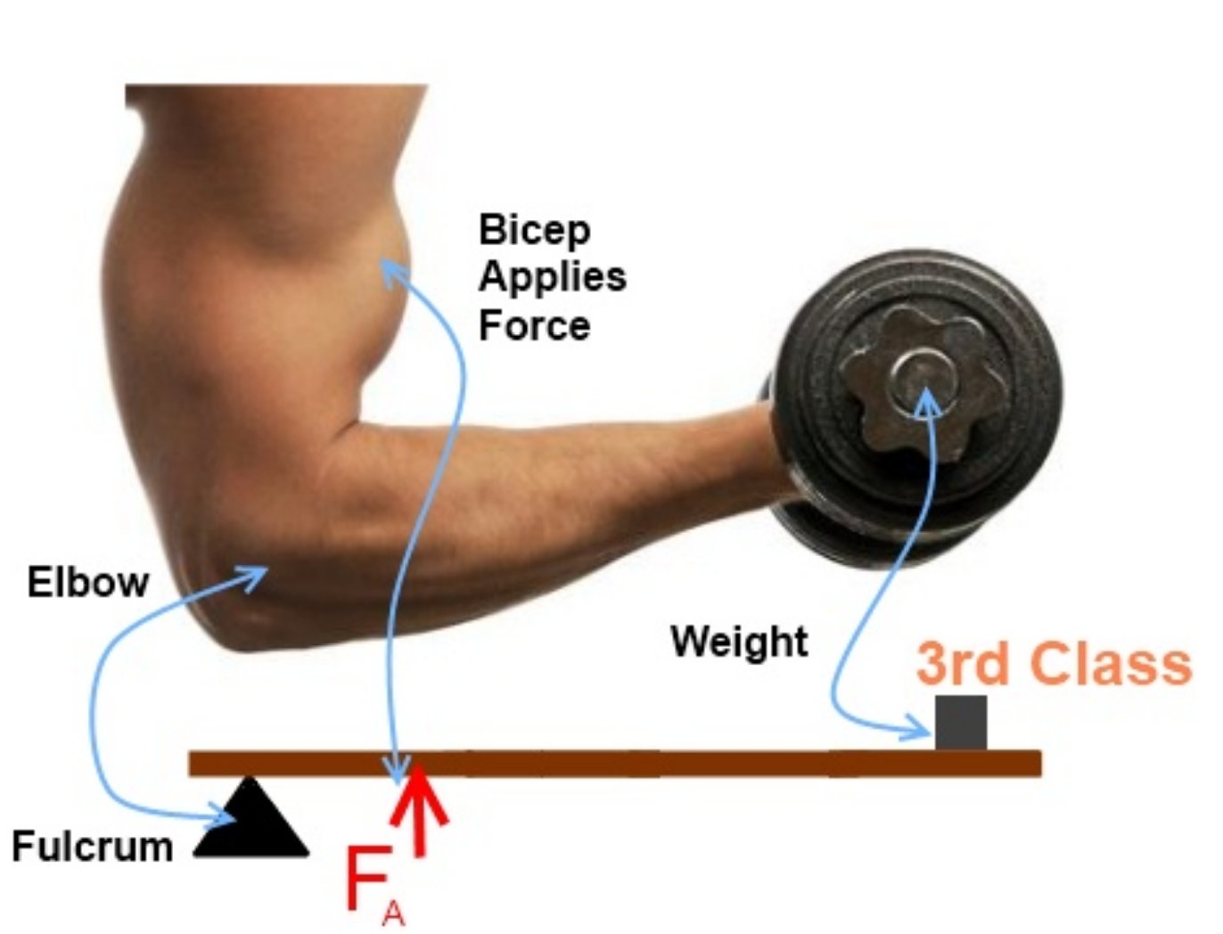 Examples Of Lever With Names