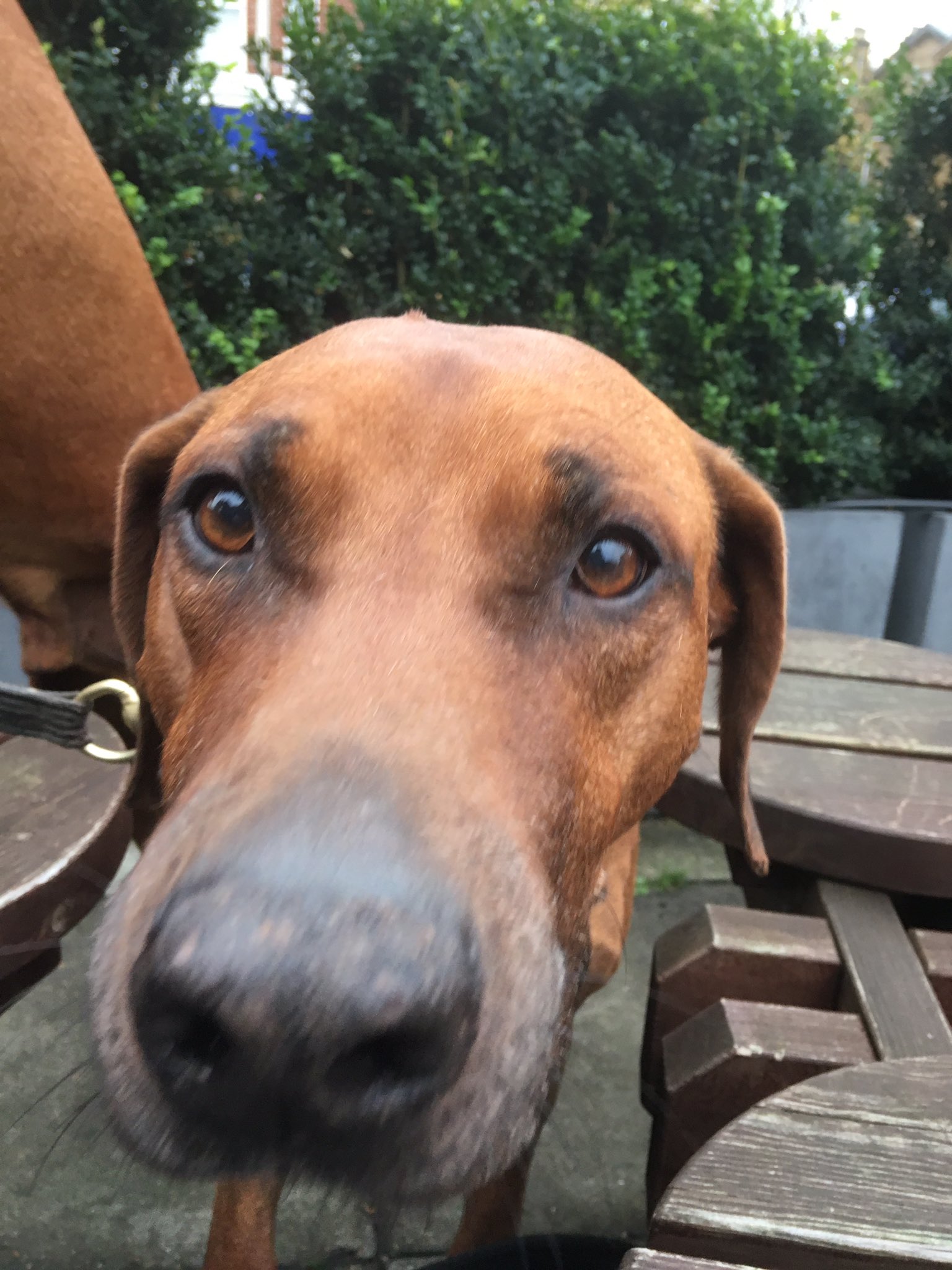 Ridgeback Rottweiler Mix