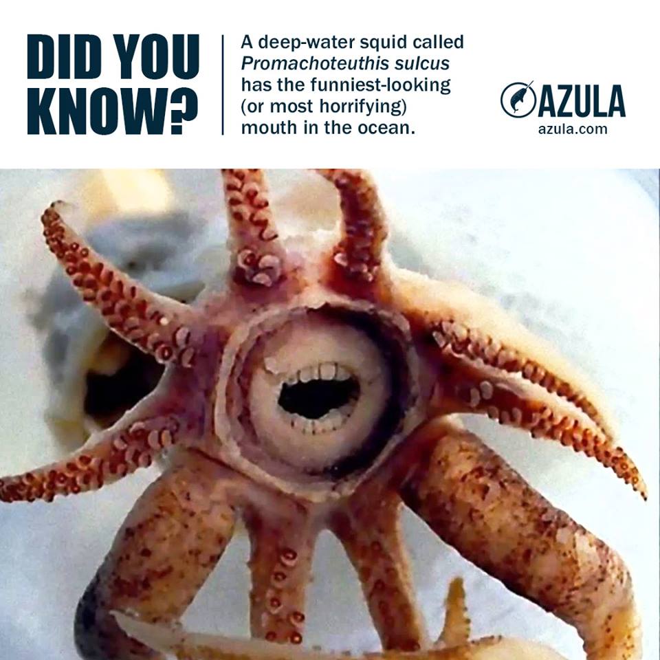 Squid With Human Teeth