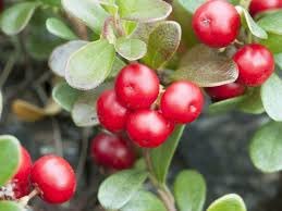 Bearberry In The Arctic Tundra