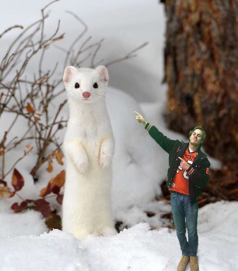 Arctic Tundra Ermine