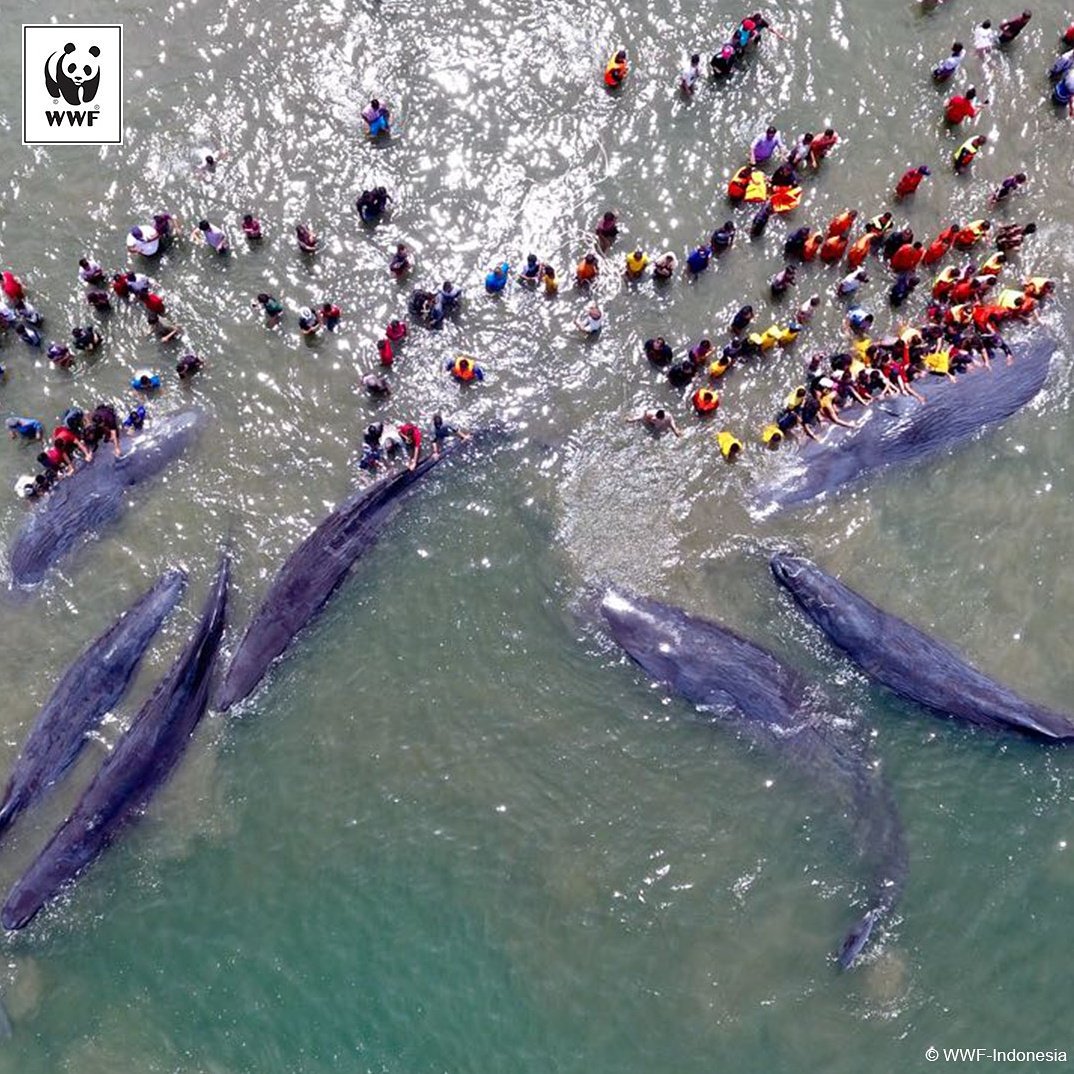 Yayasan WWF Indonesia on Twitter: Yayasan WWF Indonesia on Twitter: