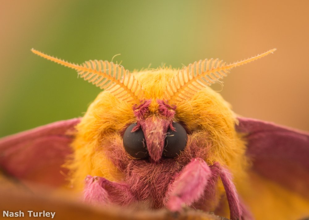 Rosy Maple Moth Face