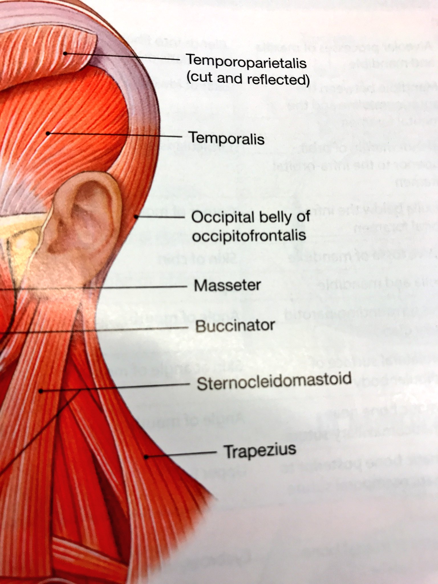 Occipital Belly Of Occipitofrontalis