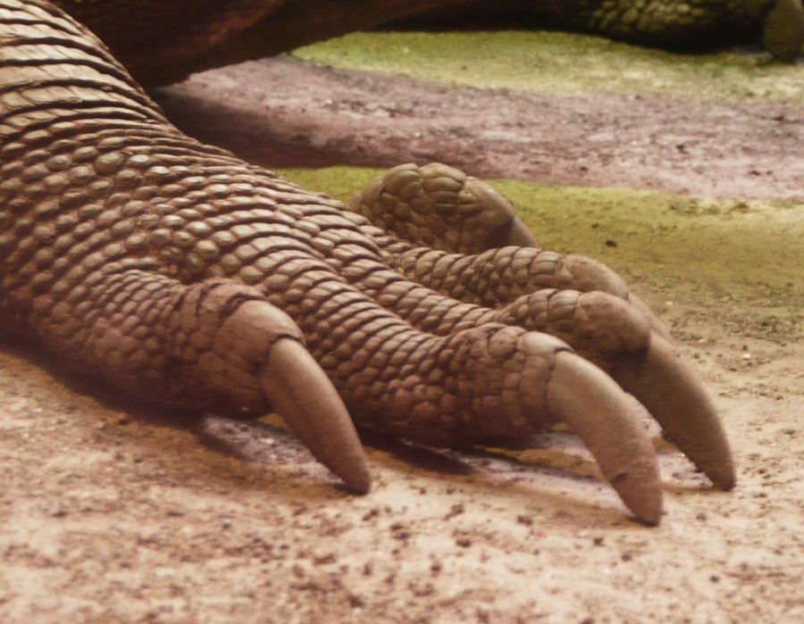 Komodo Dragons Claws