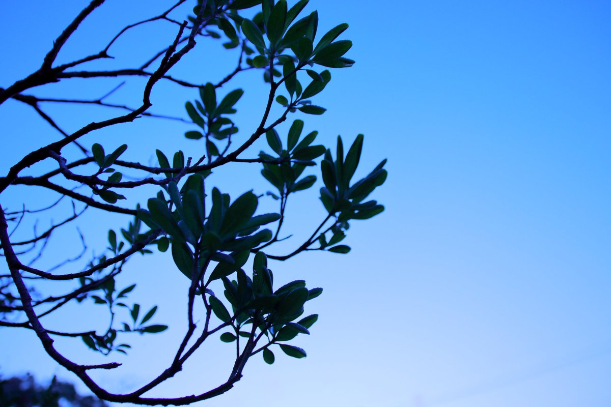ゆゆさん📷🌴 (@yuyusan_photo) | Twitter