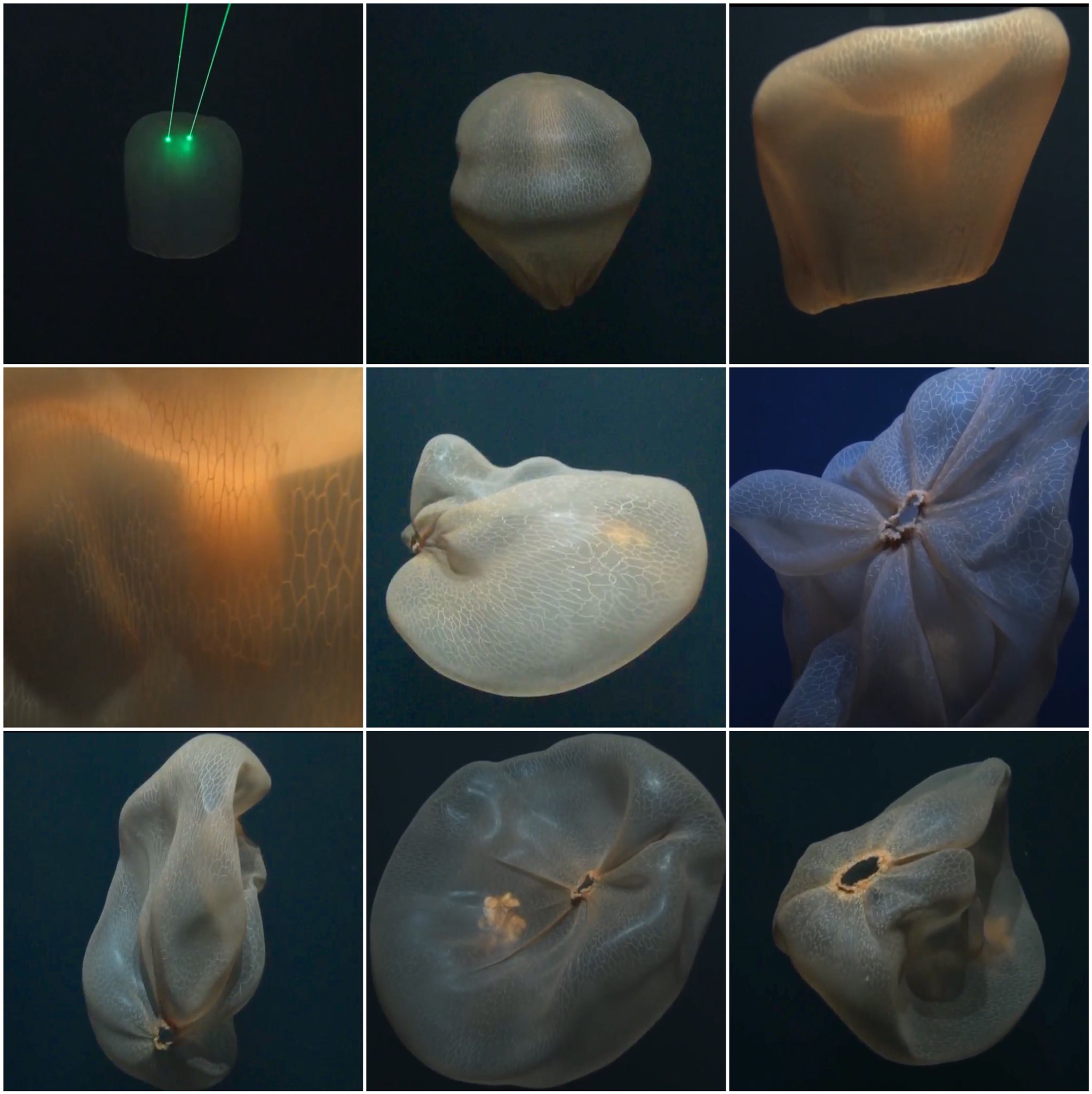 Deepstaria Enigmatica