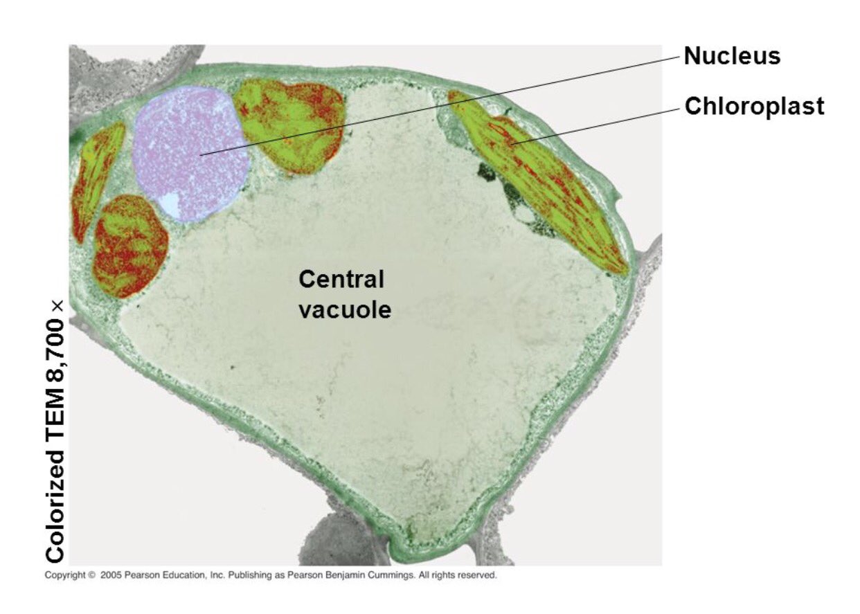 Central Vacuole Under Microscope