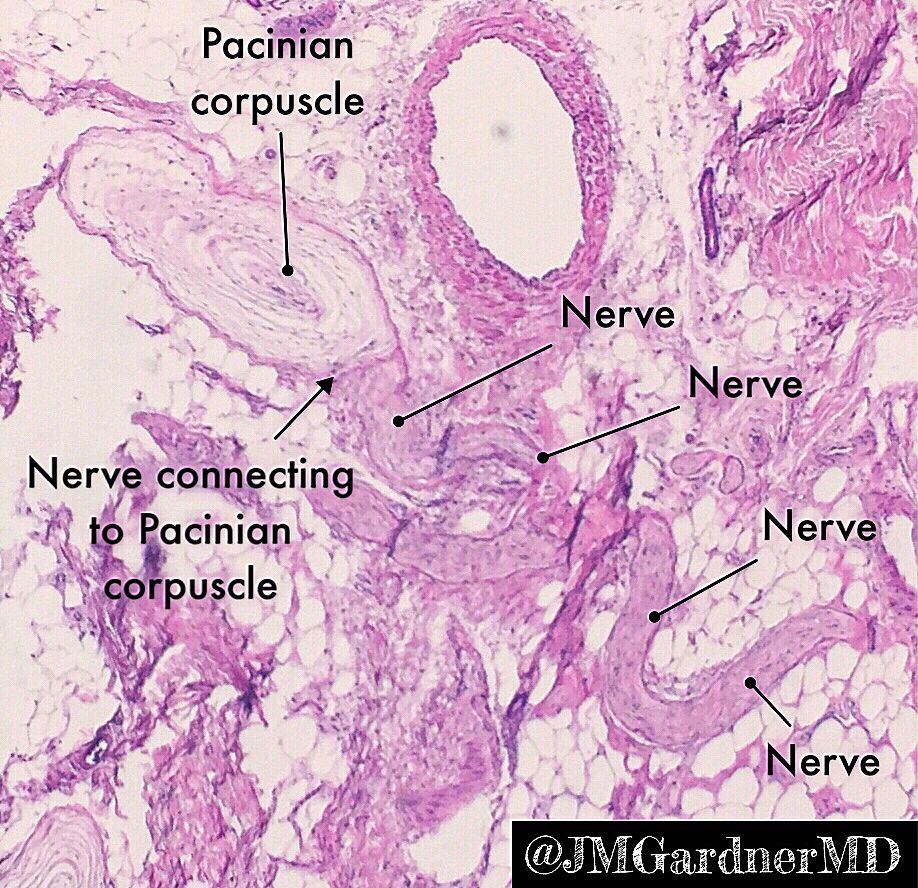 Pacinian Corpuscle