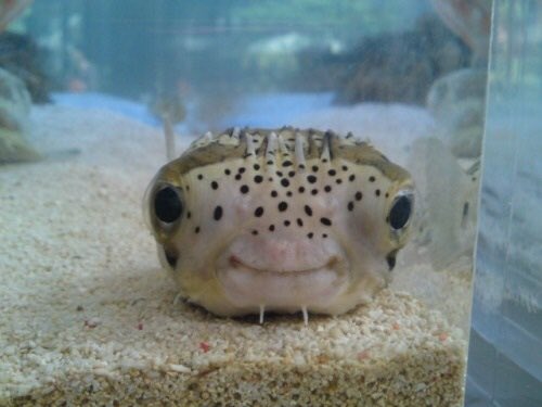 Puffer Fish Smile
