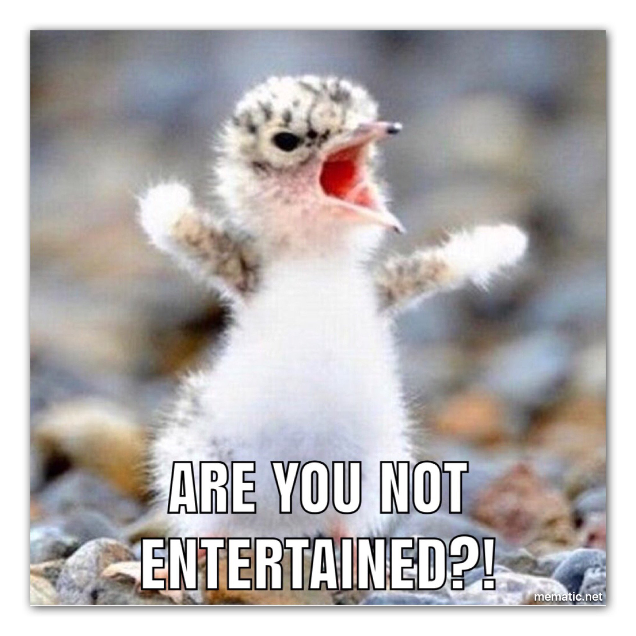 Funny Cute Animals Memes