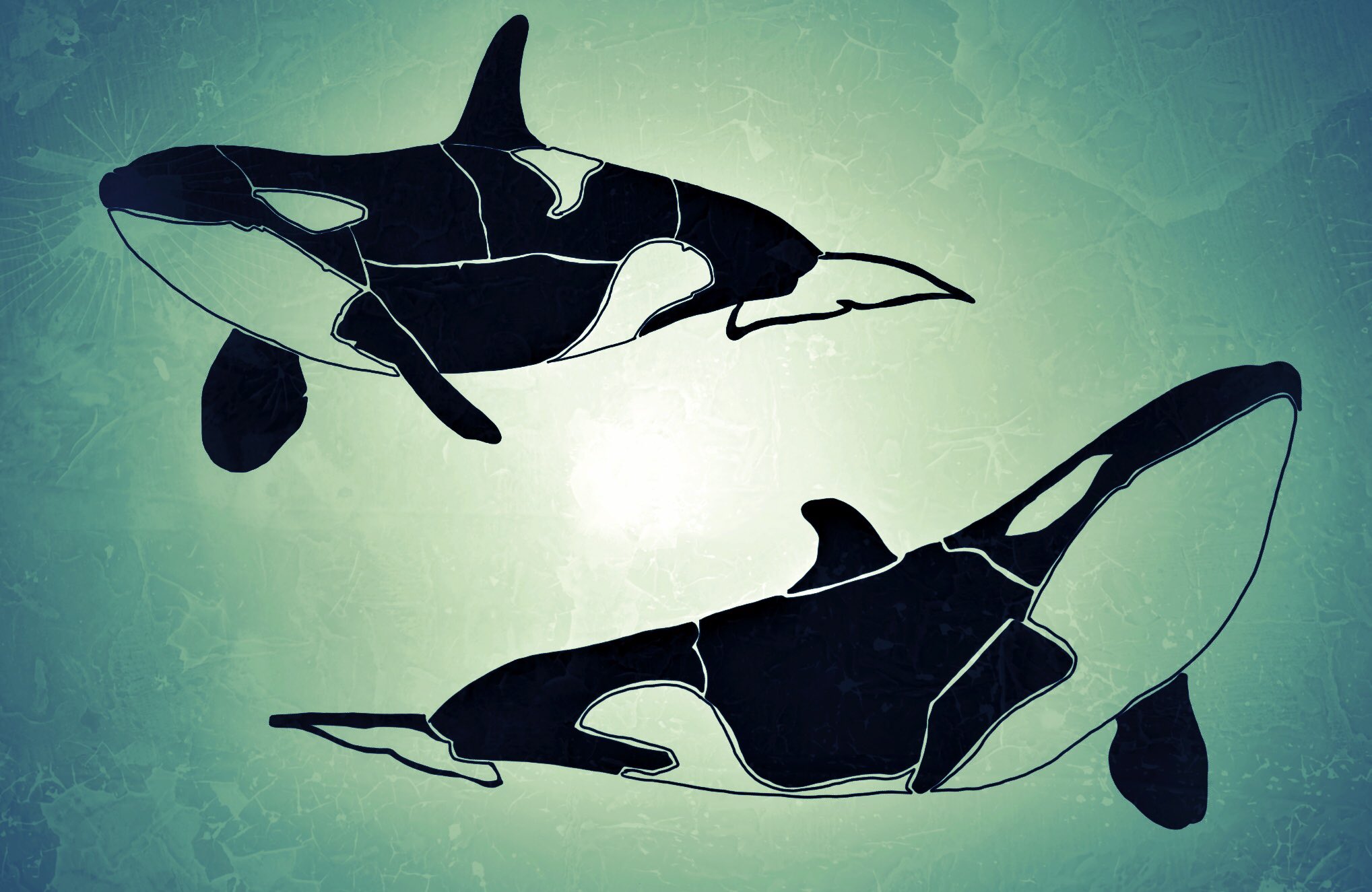 Orca Whale Underwater Drawing