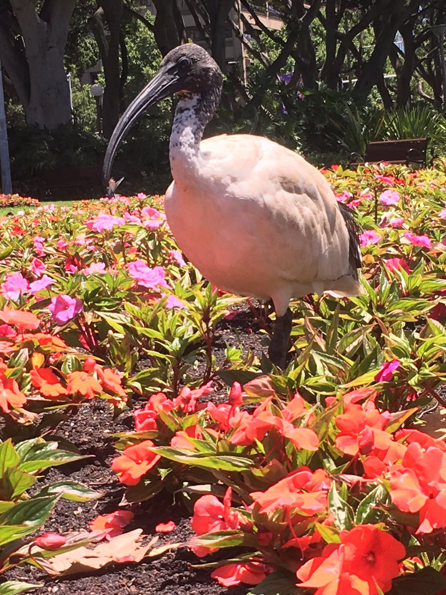 The Ibis (@bin_chicken_) | Twitter