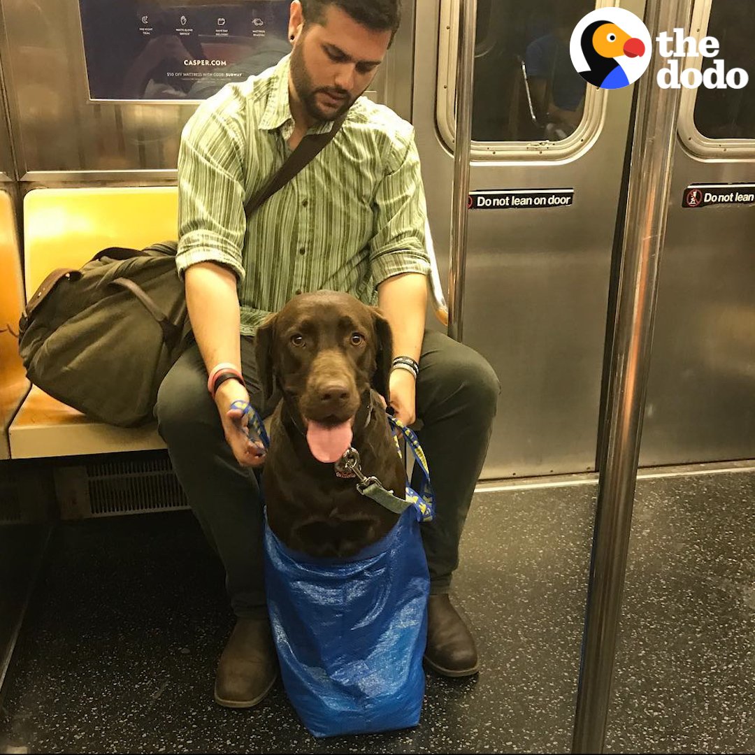 Can Dogs Ride The Subway