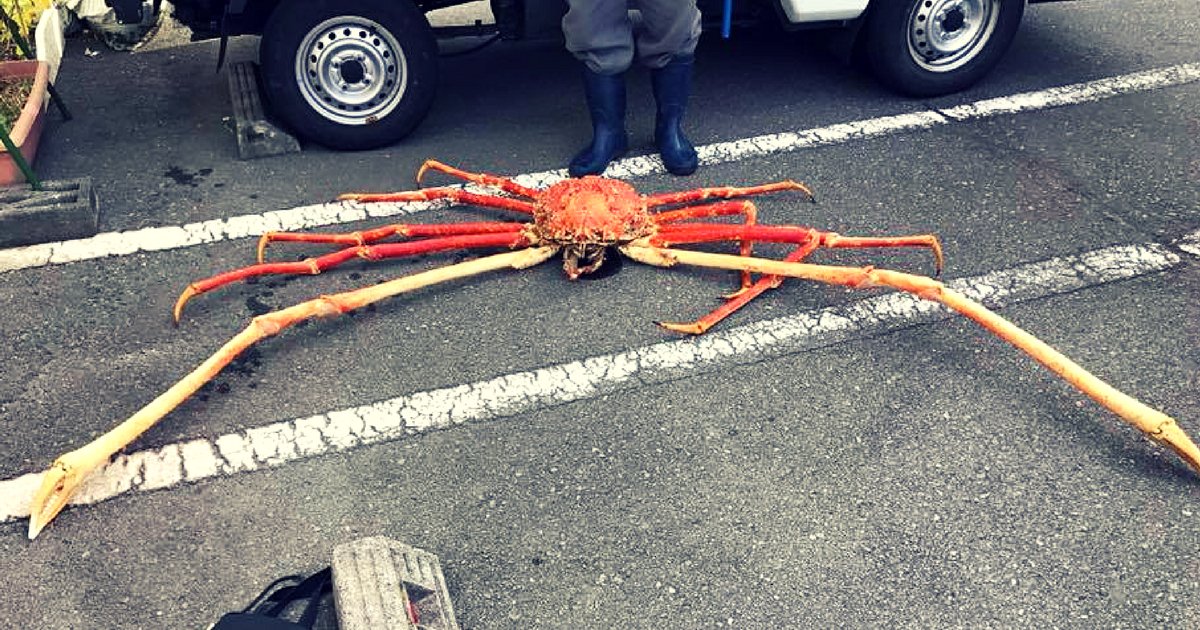 Japanese Spider Crab Size Comparison A Guide To The Different Types Of