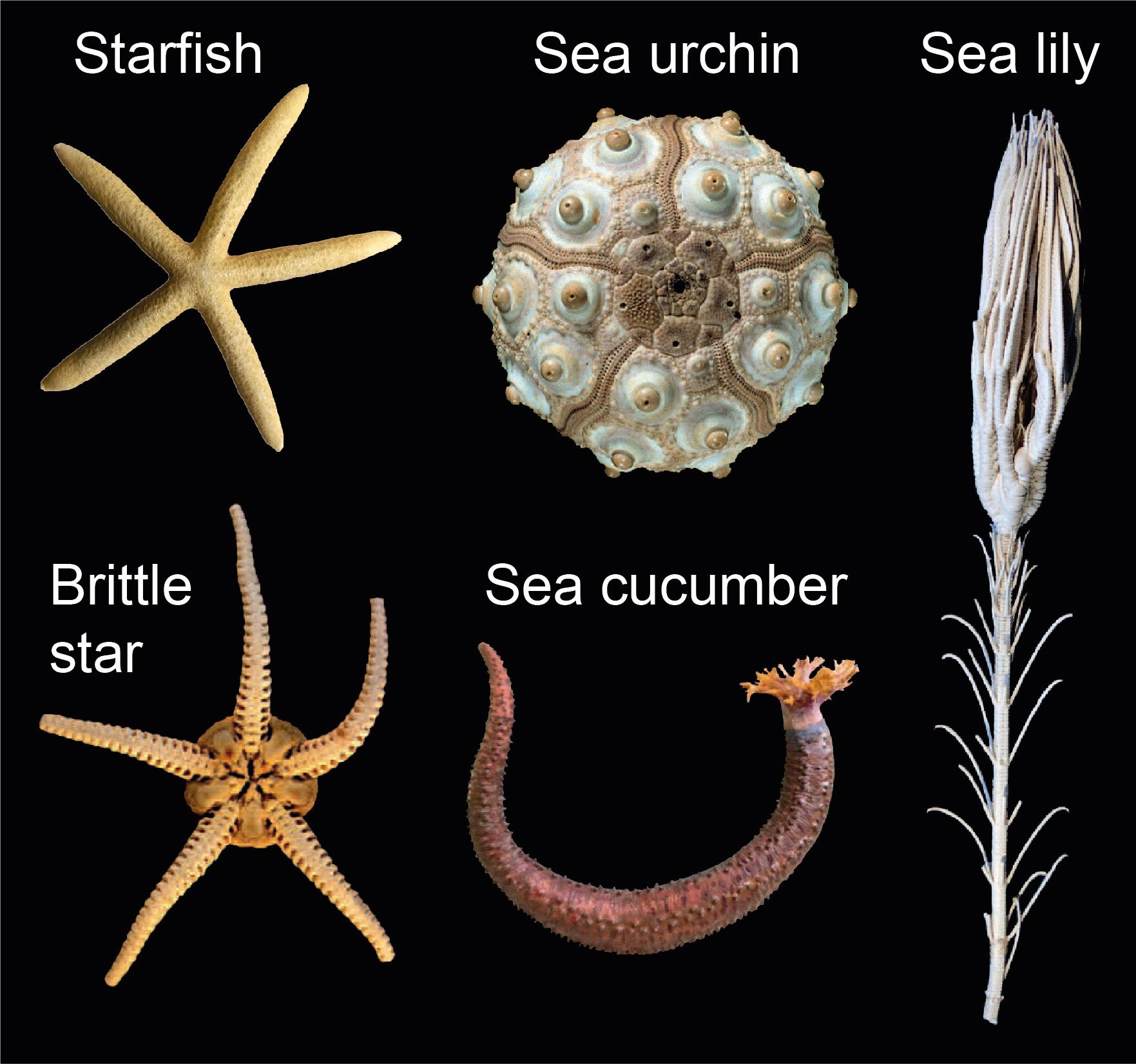 Echinoderms Sea Cucumbers