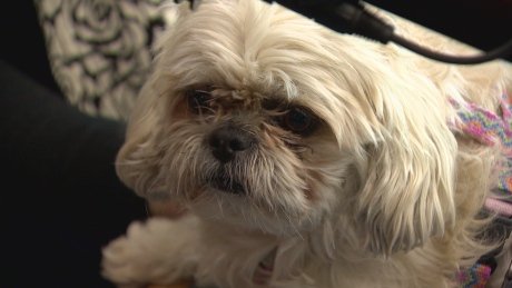 TransAlberta (@TransAlberta) | Twitter