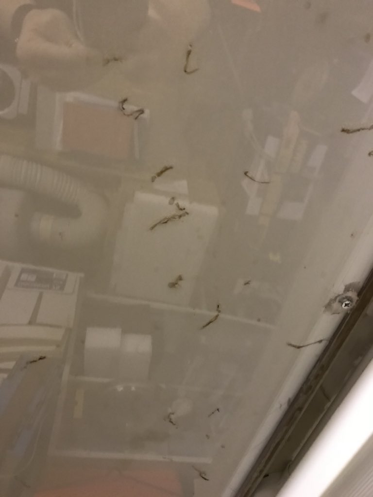 Luka Seamus Wright (@LukaSeaWright) | Twitter