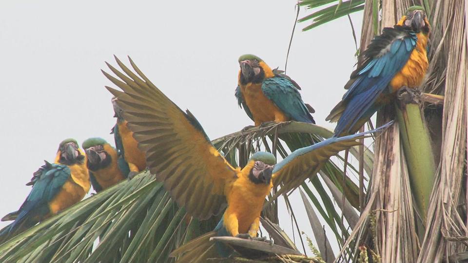 blogofpuertorico on Twitter: "Guacamayos frente a nuestras casas en la ...