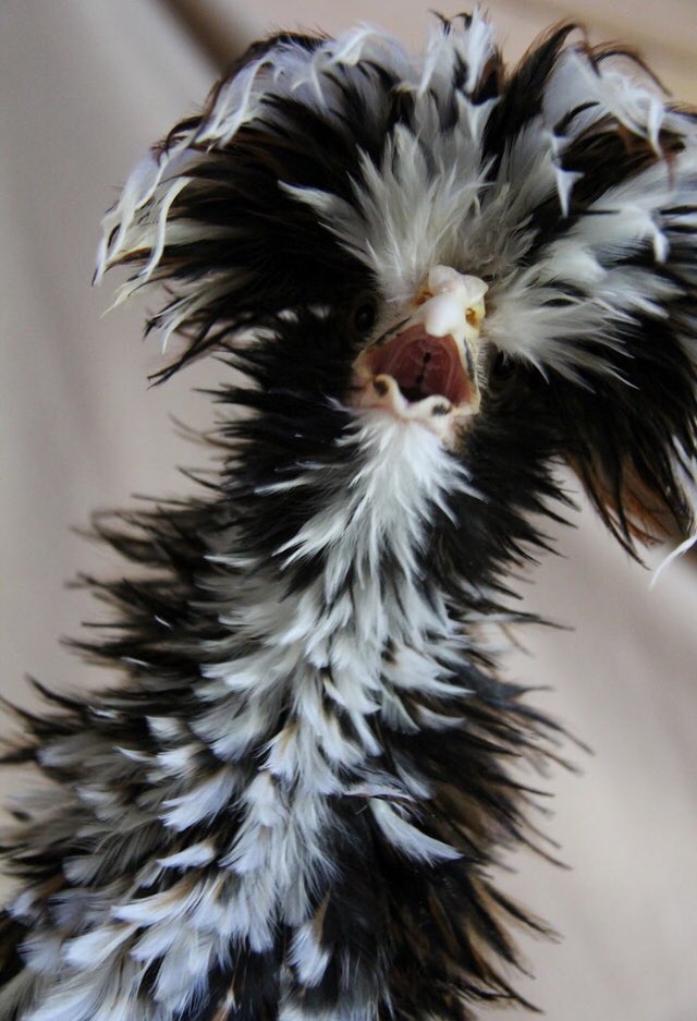 Baby Polish Frizzle Chicken