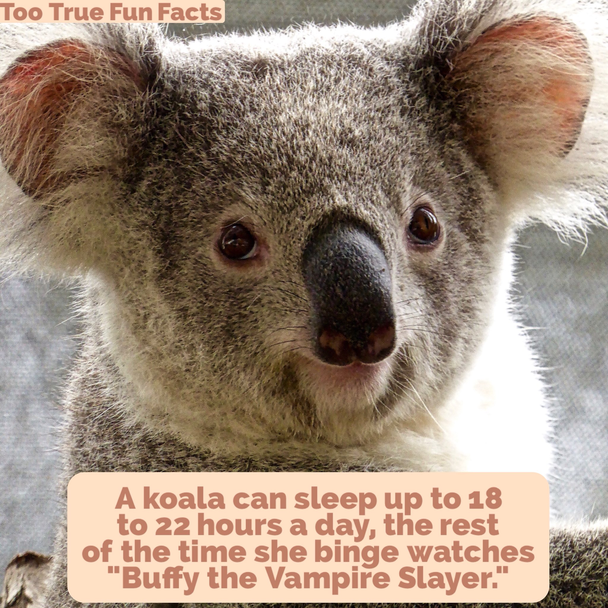 Koala Funny Meme