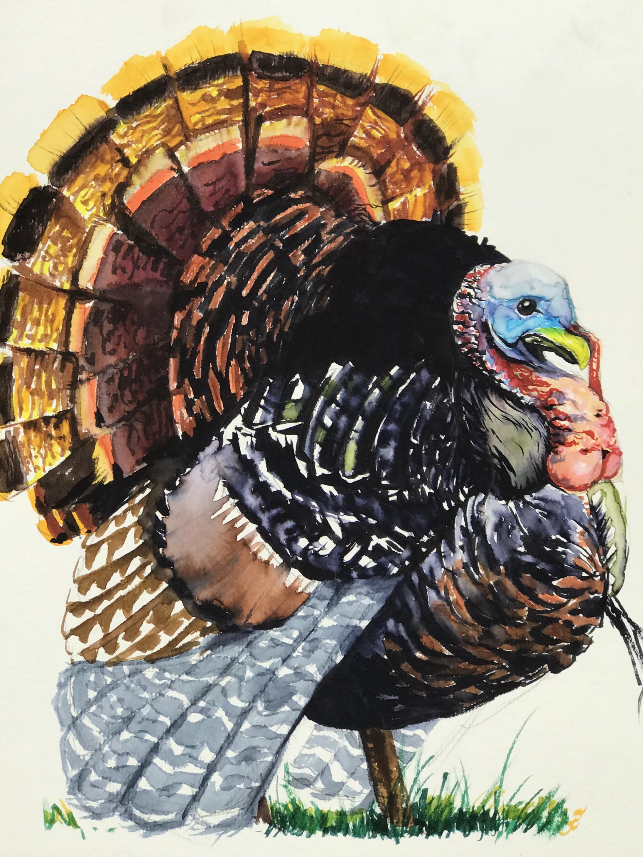Realistic Watercolor Turkey
