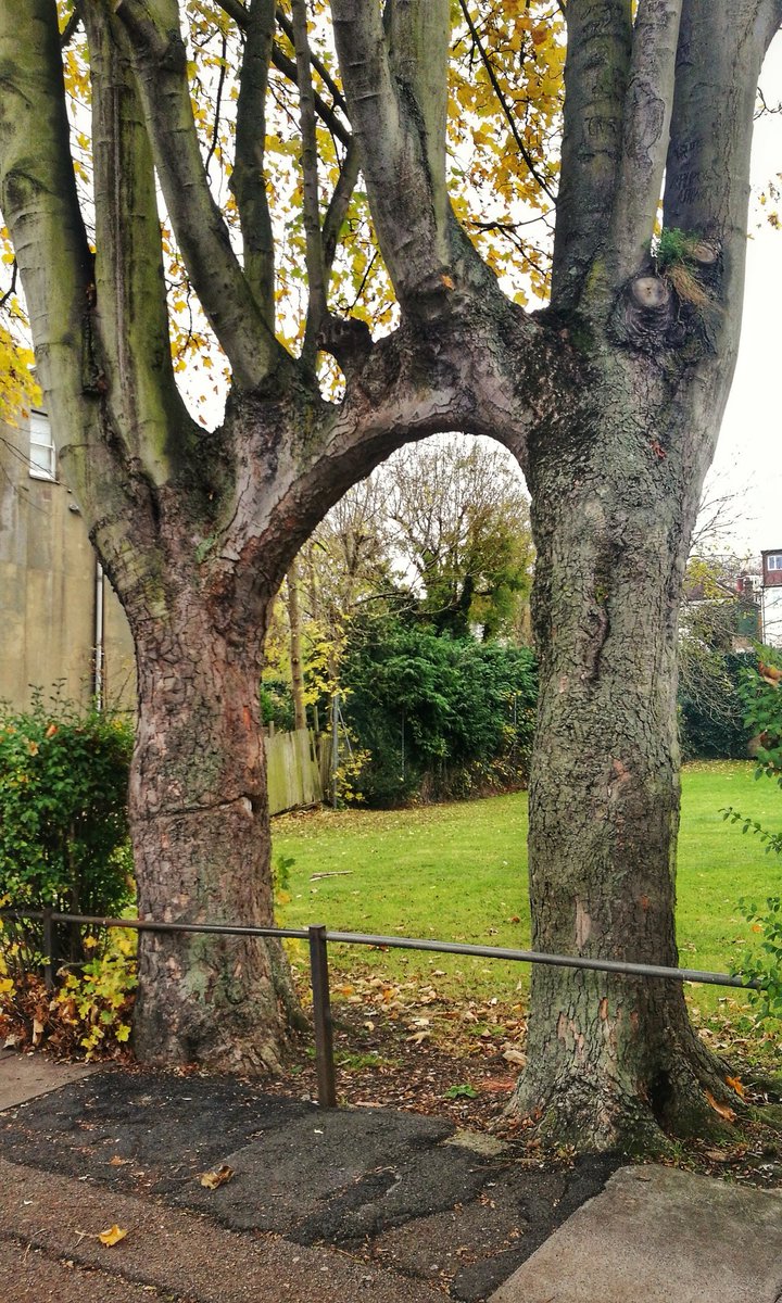 This growing-together & melting-into-one-another of tree branches is ...