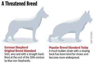 Why Do German Shepherds Have Sloped Backs