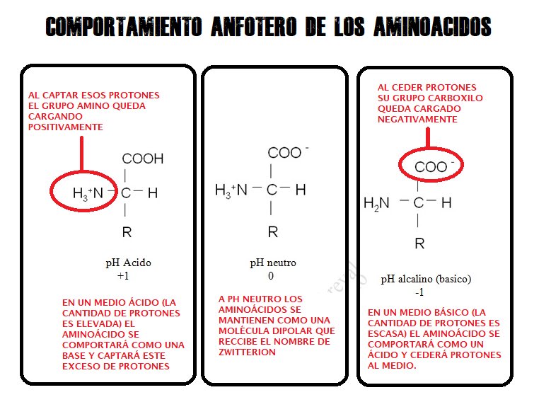 Proteínas, Vitaminas, El radical es variable entre cada aminoácidos y…