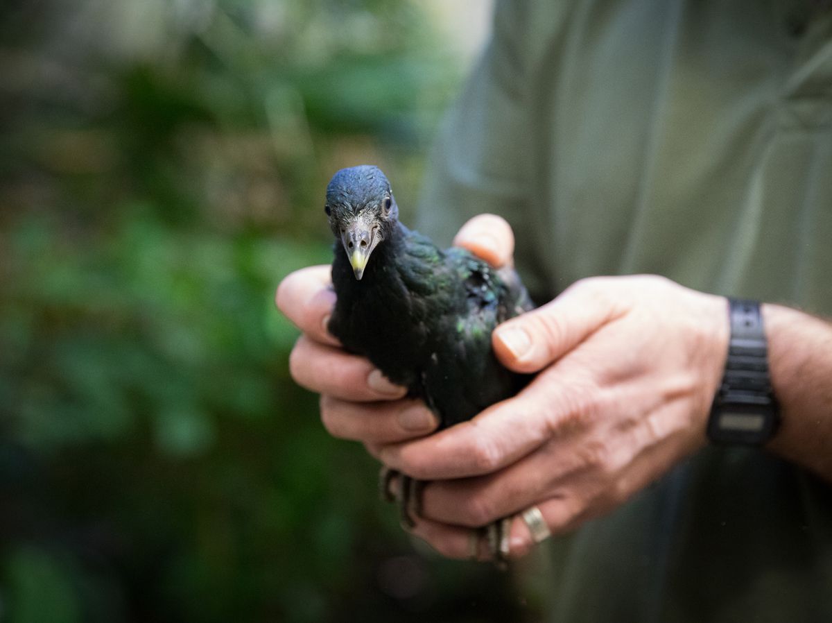 Nicobar Pigeon Flying