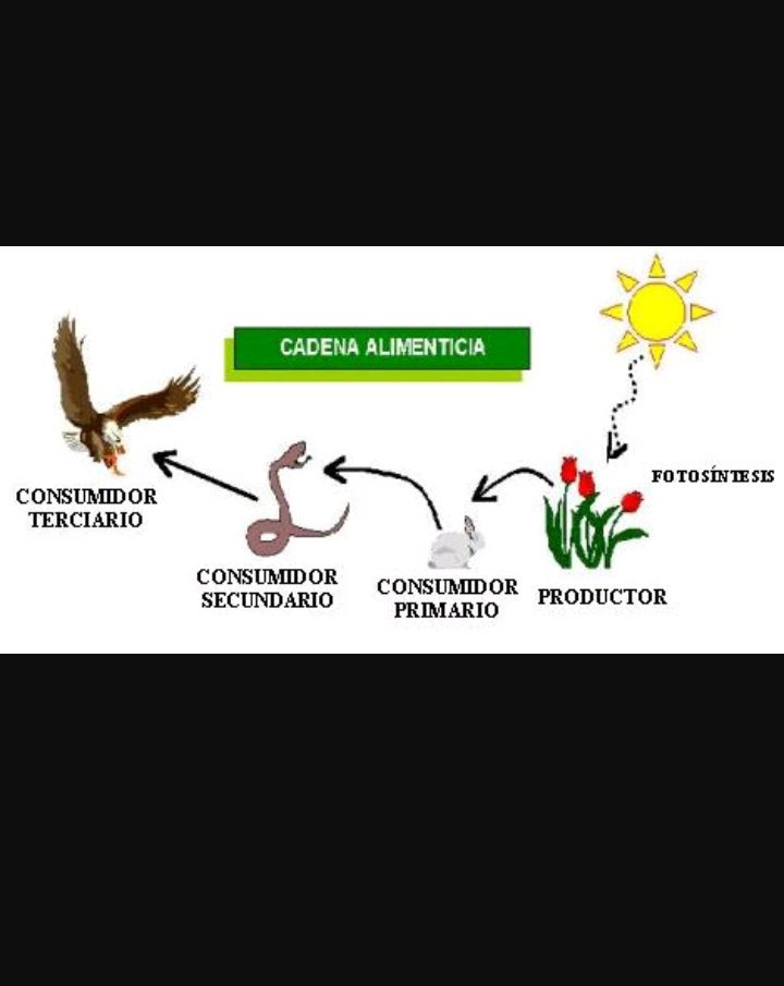 Productores Consumidores Y Descomponedores