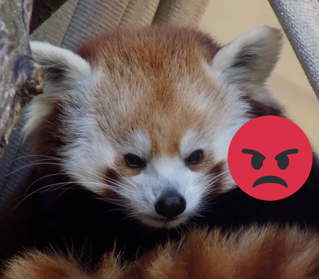 Crying Red Panda