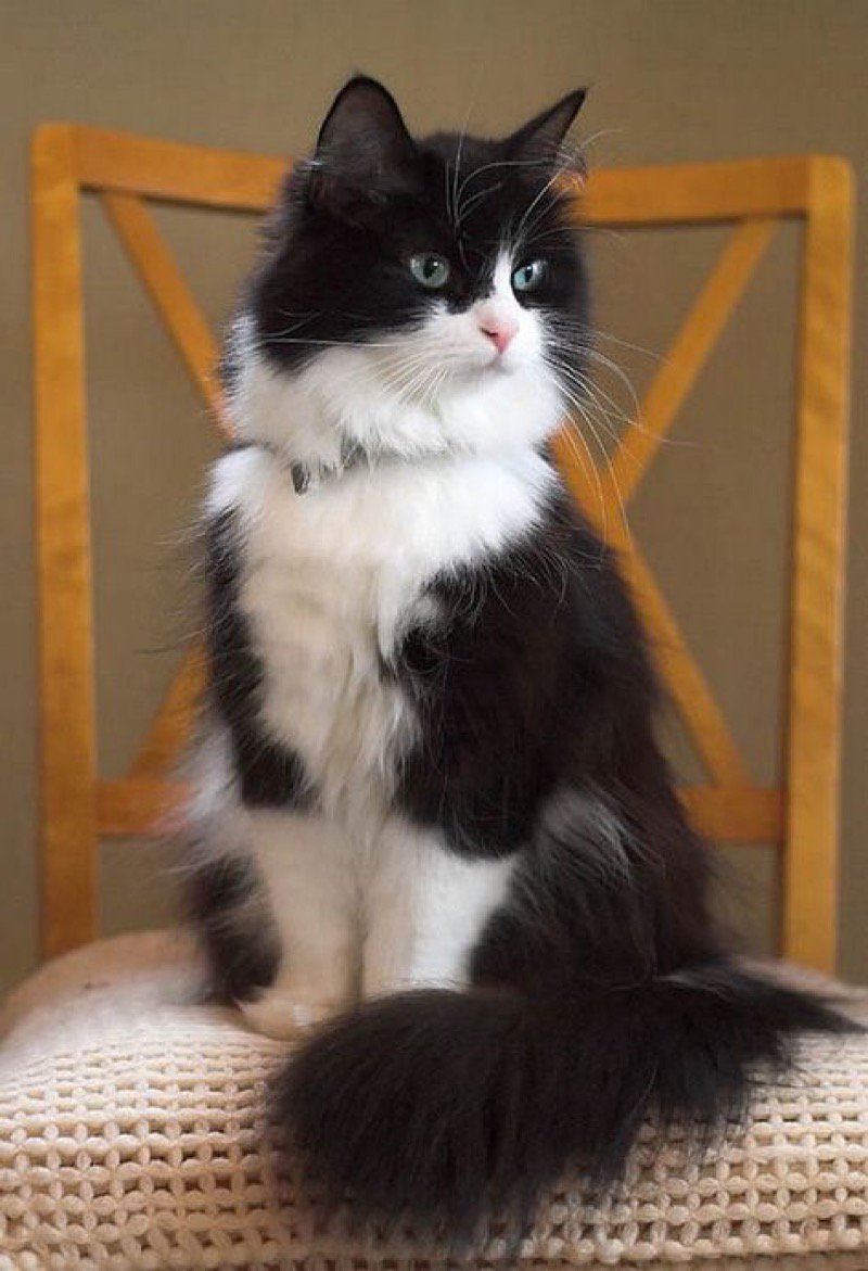 Long Hair Tuxedo Kitten