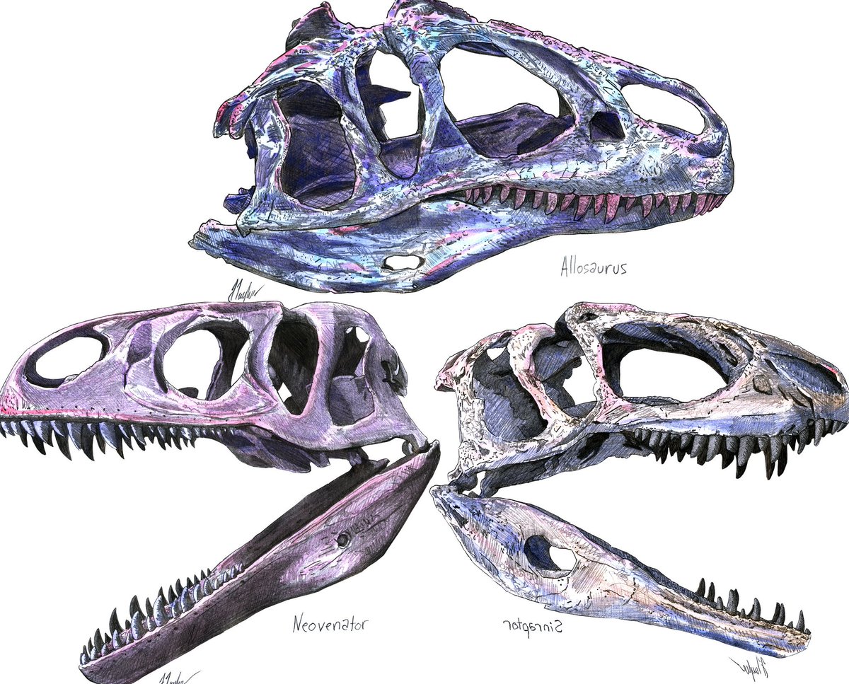 Neovenator Skull