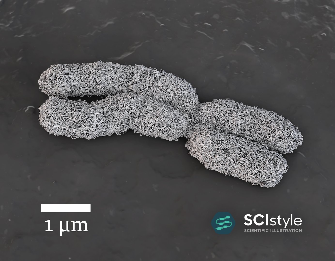Electron Microscope Images Of Chromosomes